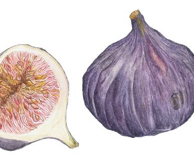 quastillustration.com