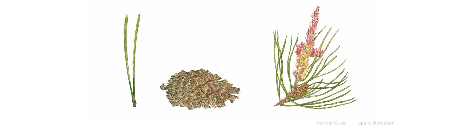 quastillustration.com